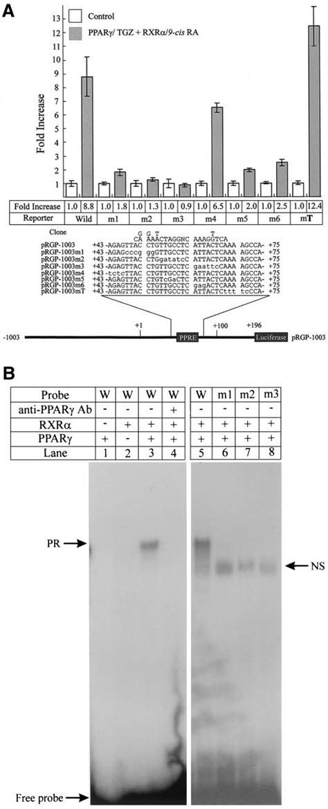 Localization Of The Ppre And The Binding Of Ppar A Dna Sequences Of