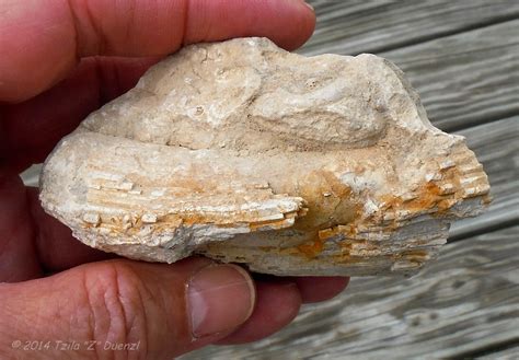 Fossil 4 Member Collections The Fossil Forum