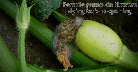 Female Pumpkin Flowers Dying Before Opening 5 Reasons