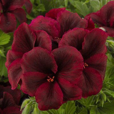 Elegance Burgundy Martha Washington Geranium Beaver Bark Gift
