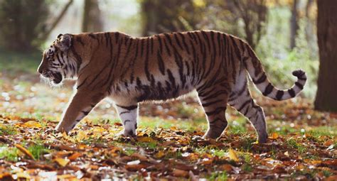 Facebook Viral Un Tigre Se Abalanza Sobre Un Hombre Y Este Finge