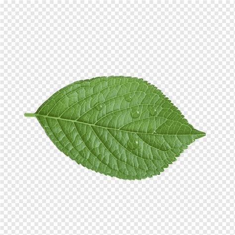 U30b9u30c8u30c3u30afu30d5u30a9u30c8 일러스트 잎 수채화 잎 음식 잎 Png Pngwing