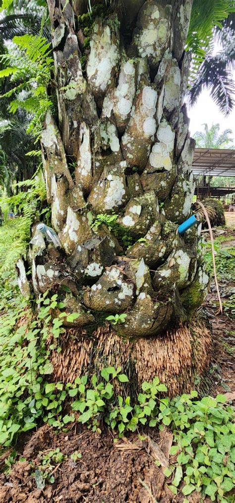 Ganoderma Oilpalm Tree Basal Stem Rot Kasetnumchok