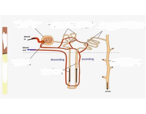 Labeling Nephron Quiz