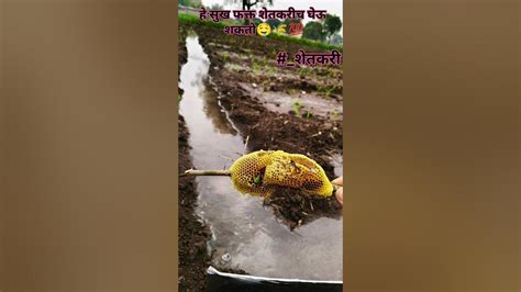 हे सुख फक्त शेतकरीच घेऊ शकतो 🤤🌾💯 Youtube