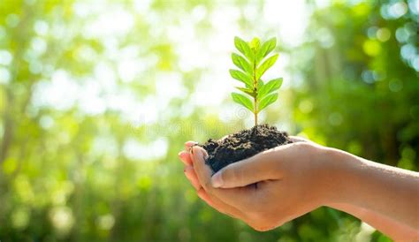 Concept Save The World Save Environment The World Is In The Grass Of The Green Bokeh Background