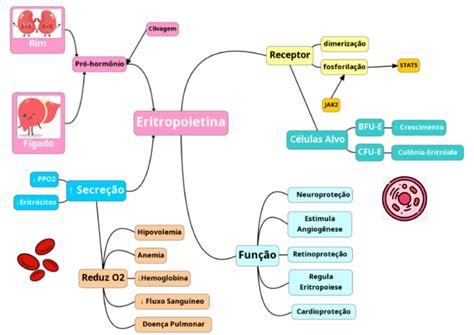 Mapa Mental Eritropoietina Pdf