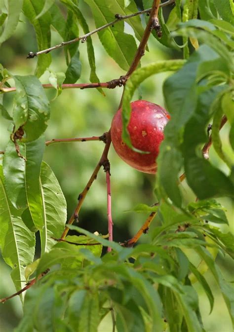 Nectarine Tree Growing Pruning And Advice On Caring For It