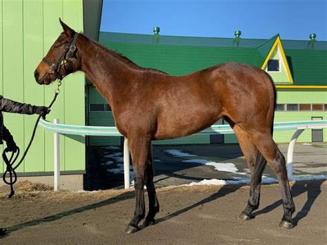 馬名決定 馬主＋株のブログ。旅行とグルメとたまに競馬予想