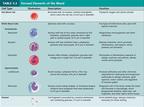 Types Of White Blood Cells And Functions