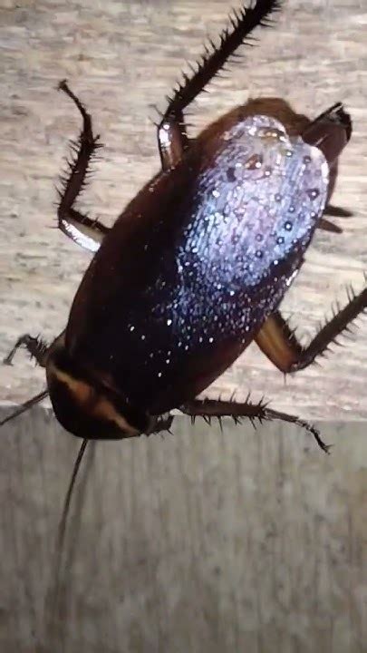 Cockroach Giving Birth Fypシ Dance Reels Challenge Reelsindia