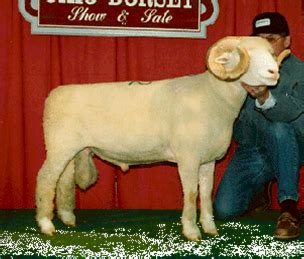 Sheep Breeds Flashcards Quizlet