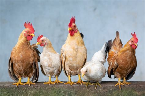 壁紙鳥類ニワトリ雄鶏動物ダウンロード写真