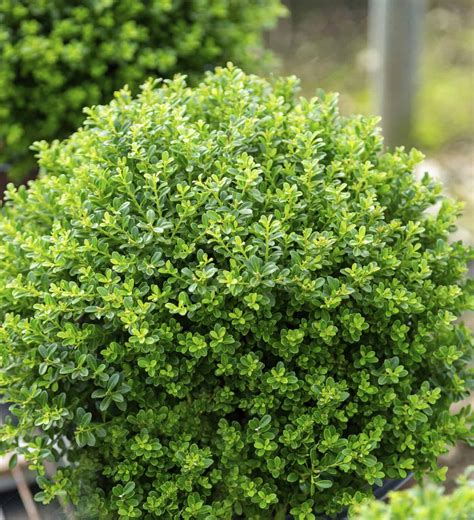 Mini Touch™ Holly Southern Living Plants