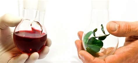 Types Of CBD Extracts Differences Features Application HaHarvest
