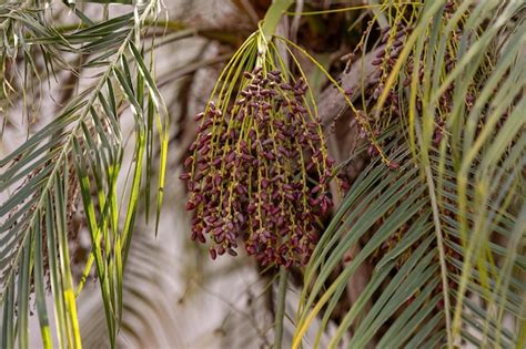 Premium Photo Pygmy Date Palm Of The Species Phoenix Roebelenii