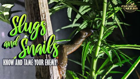 How To Get Rid Of Slugs Snails On Cannabis Plants Paradise Seeds
