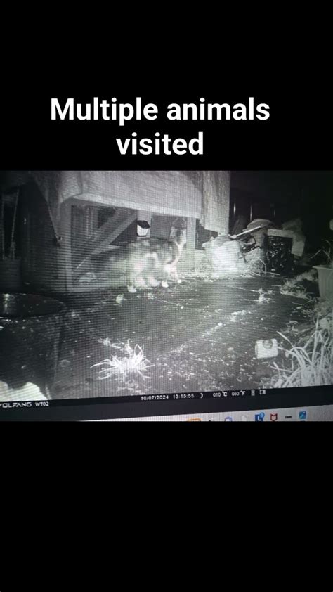 Trail Camera Youtube