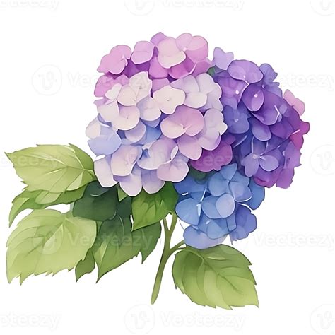 Purple Hydrangea Clip Art 27131814 Png