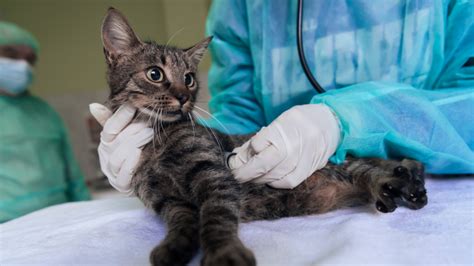 Finding The Best Coverage For Your Pet Amid Rising Pet Insurance