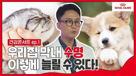 반려동물 수명 줄이는 이것 😲 제발 관리해주세요 반려동물 건강콘서트 Youtube