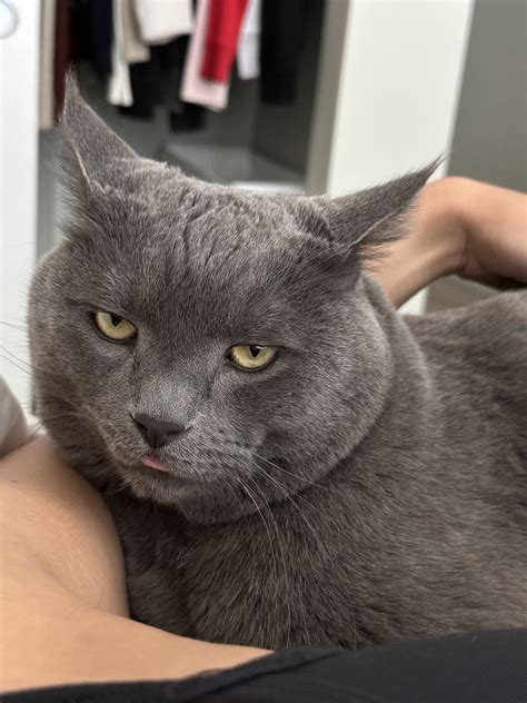 Serious Kitty Blep 😼 Rblep