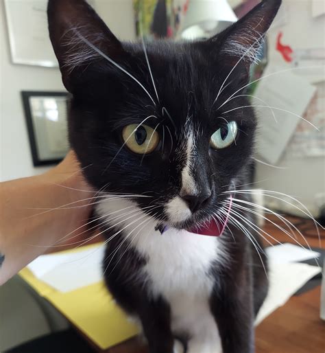 Bros Tabby Cat Sis Hot Sex Story Passawii Bros Tabby Cat Sis Hot Sex Story Passawii