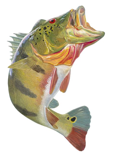 Peacock Bass Fishing Decal Fish Sticker Fishing Decals Peacock Bass Bass Fishing