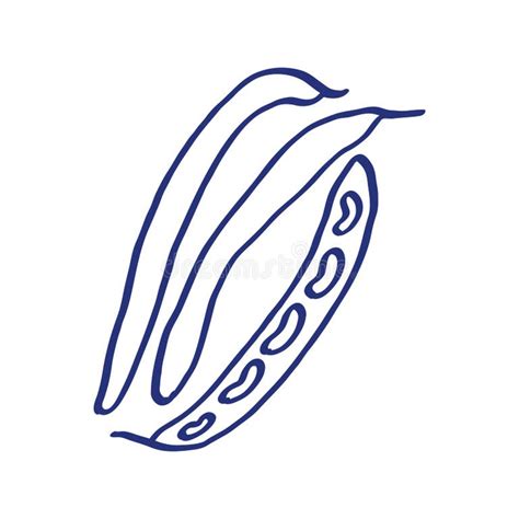 Bean Vegetable Sketch Hand Drawn Blue Pen Or Marker Drawing Stock
