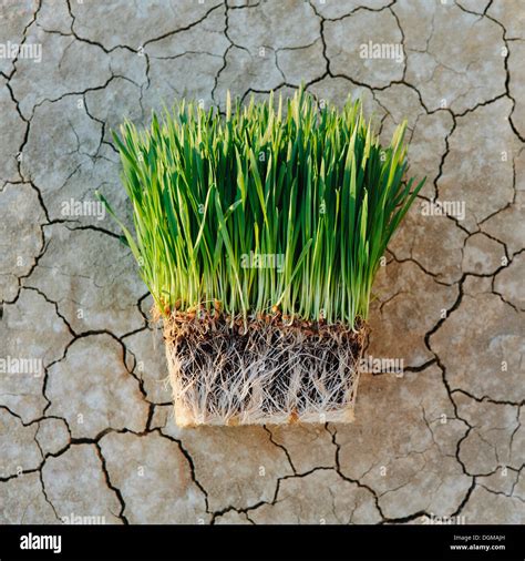 Black Rock Desert Arid Cracked Crusty Surface Salt Flat Playa