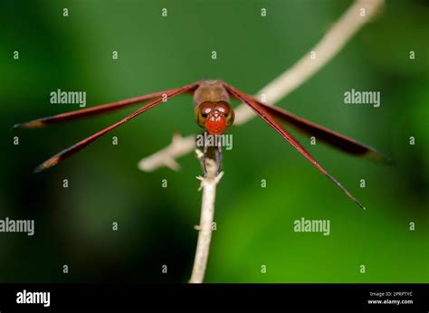 Indonesian Red Winged Dragonfly Neurothemis Terminata On Plant