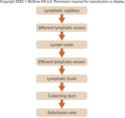 Chapter 16 Lymphatic System Flashcards Quizlet