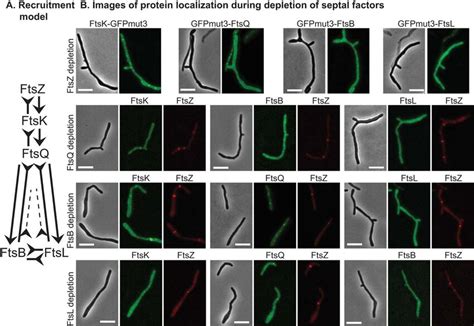 Dependency Of Localization Between Fts Septal Factors A Model For