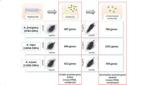 Experimental Settings And A Summary Of The Comparative Transcriptomic
