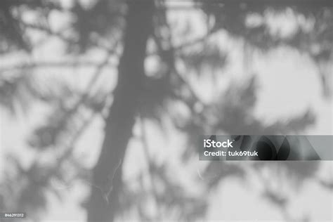 콘크리트 벽에 그림자 잎의 흑인과 백인 추상 배경 Textuer 0명에 대한 스톡 사진 및 기타 이미지 0명 건축 그늘