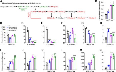 Accumulation Of Pufas Coa In The Peroxisomal β Oxidation Defect Worms
