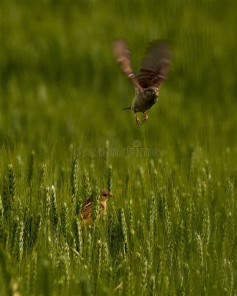 Vertical Close Up Shot Of Two Sparrows In Grass Stock Photo Image Of