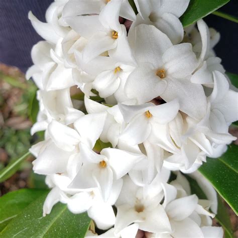 Daphne Perfume Princess White Cowell S Garden Centre Woolsington