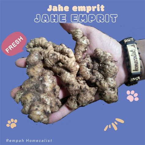 Jual Jahe Emprit 250gr Jahe Emprit Segar Mprit Jawa Shopee Indonesia