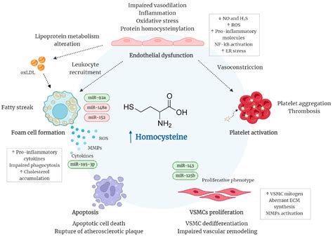 Ijms Free Full Text Epigenetic Regulation By Micrornas In