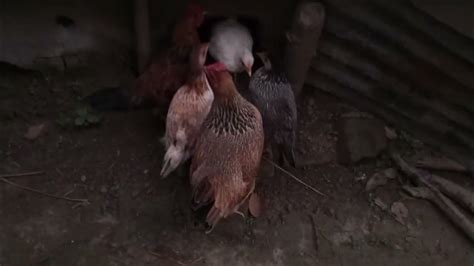 মুরগির ঘর। Youtube