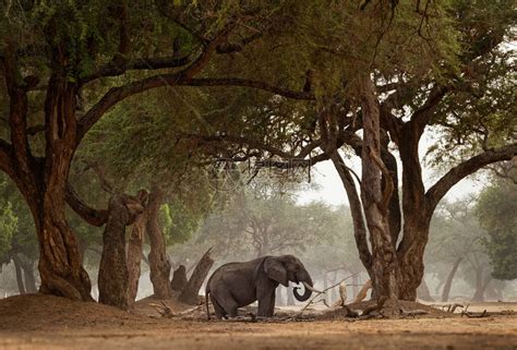 非洲布什大象津巴布韦马纳普尔公园的非洲洛克索达loxodontaafricana站在绿林边高清图片下载 正版图片506385865 摄图网