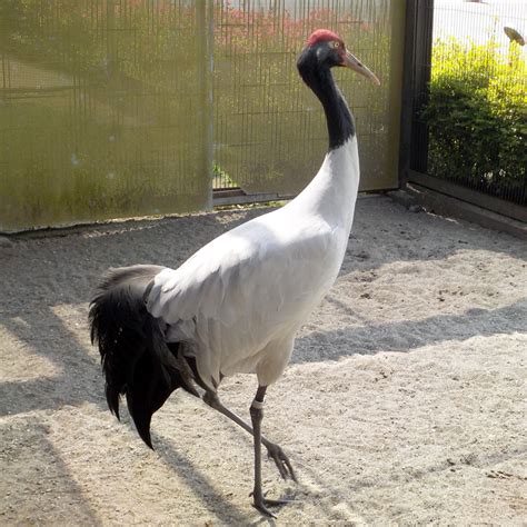 オグロヅルのメスを埼玉県こども動物自然公園と交換します 東京ズーネット