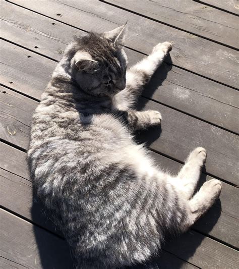 Hehe Catto Rchurchofcat