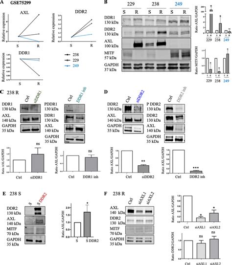 ddr2 regulates axl expression in resistant invasive melanoma cells a