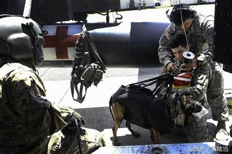 美軍為一隻軍犬而開展的針對性訓練 每日頭條