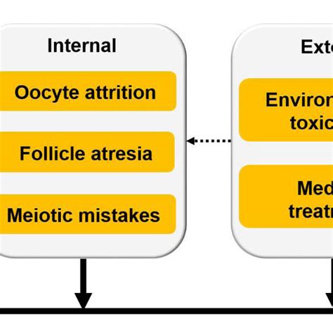 Contributing Factors To The Decline Of The Oocyte Pool Internal
