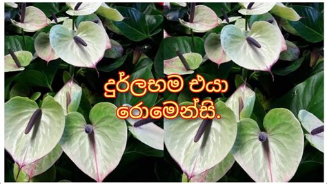දුර්ලභම දම් පාට වර්ඟ හොයන අයට ඔන්න තියෙනවා වටිනම මිල අදිකම රොමැන්සි Youtube