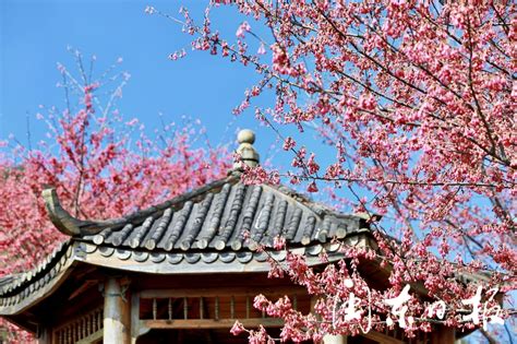 云游宁德 周宁际头村茶园樱花开 新宁德