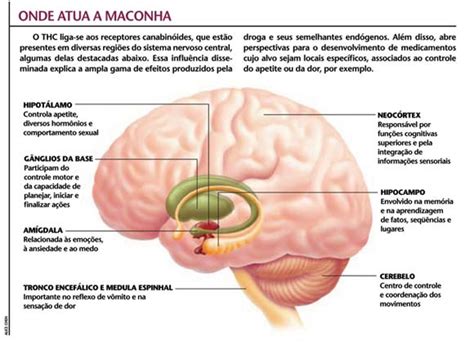 Campanha Contra As Drogas Efeito Das Drogas No Organismo E No Sistema